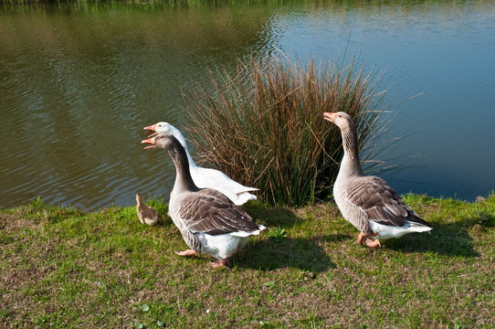 Mastgans Bilder – Durchsuchen 482 Archivfotos, Vektorgrafiken und ...