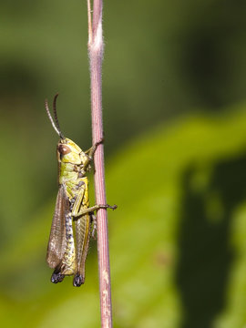 Stridulation Bilder – Durchsuchen 272 Archivfotos, Vektorgrafiken und ...