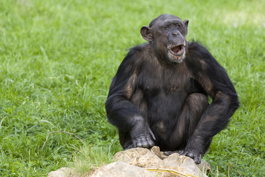 รูปภาพMenschenaffe – เลือกดูภาพถ่ายสต็อก เวกเตอร์ และวิดีโอ2,275 ...