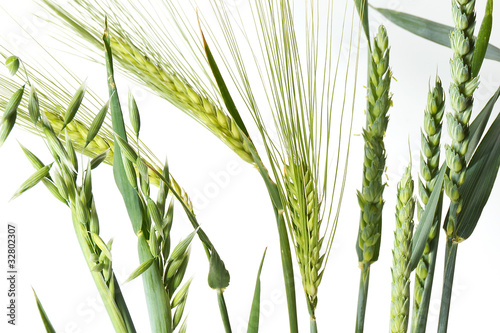 "Getreidearten" Stockfotos und lizenzfreie Bilder auf Fotolia.com ...