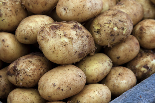 รูปภาพPatato – เลือกดูภาพถ่ายสต็อก เวกเตอร์ และวิดีโอ1,250 | Adobe Stock