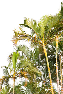 Palmier-Multipliant Images – Browse 4 Stock Photos, Vectors, and Video ...