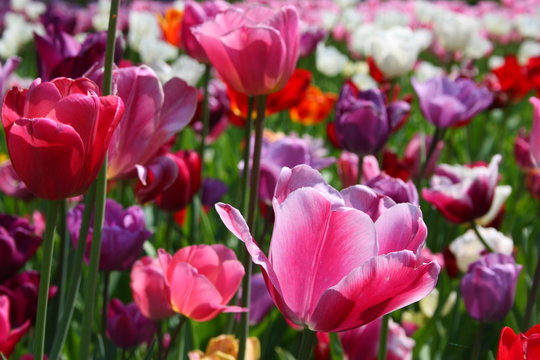 Blumenfeld bilder – Bläddra bland 6,149 stockfoton, vektorer och videor ...