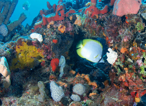 Saltwater Images – Browse 421,224 Stock Photos, Vectors, and Video ...