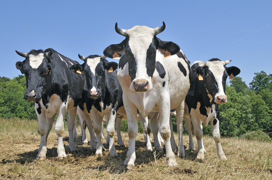 Prim'holstein Images – Browse 184 Stock Photos, Vectors, and Video ...