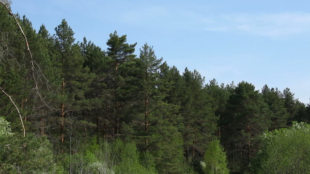 Imagens de Pine-Trees – Explore Fotografias do Stock, Vetores e Vídeos ...