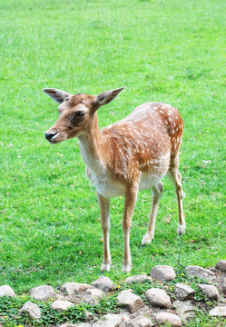 Rehauge bilder – Bläddra bland 28 stockfoton, vektorer och videor ...