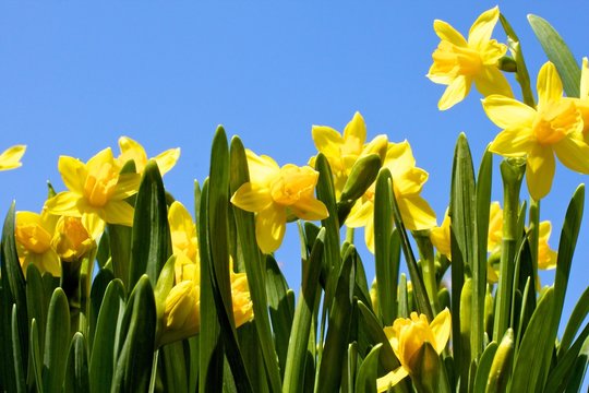 Osterglocke bilder – Bläddra bland 6,472 stockfoton, vektorer och ...