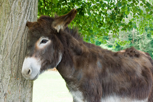 Mulish bilder – Bläddra bland 2,097 stockfoton, vektorer och videor ...