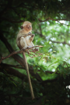 Makaka Images – Browse 50 Stock Photos, Vectors, and Video | Adobe Stock