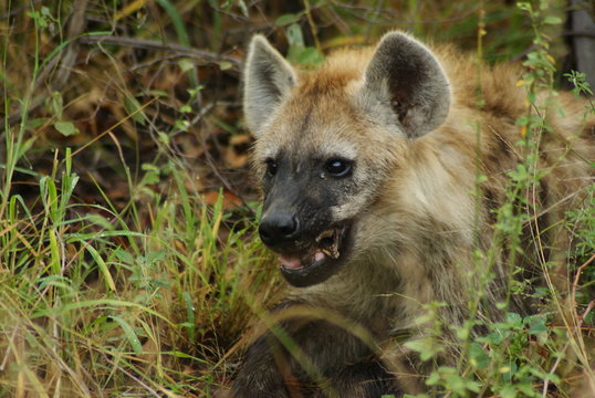 「Iena」の写真素材 | 606件の無料イラスト画像 | Adobe Stock