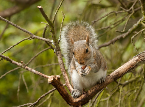 รูปภาพVermin – เลือกดูภาพถ่ายสต็อก เวกเตอร์ และวิดีโอ115,045 | Adobe Stock