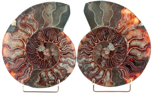 Imagens de Ammonites – Explore Fotografias do Stock, Vetores e Vídeos ...