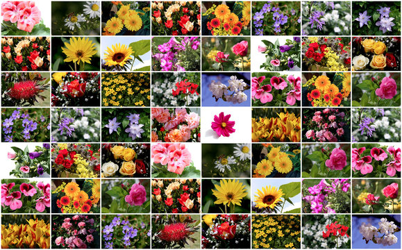 Blumenbilder - Images et vidéos libres de droits | Adobe Stock