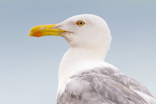 「Pescarus」の写真素材 | 52件の無料イラスト画像 | Adobe Stock