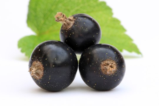 รูปภาพCassis – เลือกดูภาพถ่ายสต็อก เวกเตอร์ และวิดีโอ16,701 | Adobe Stock