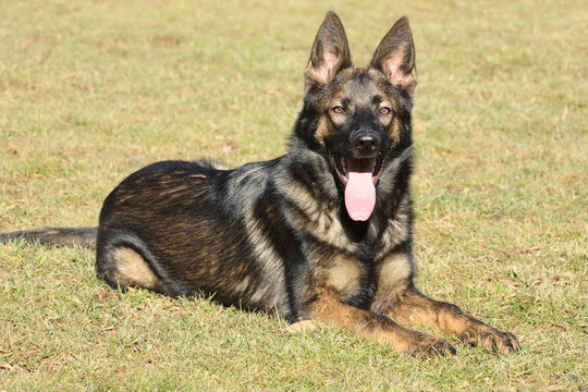 「Haleter」の写真素材 | 142件の無料イラスト画像 | Adobe Stock