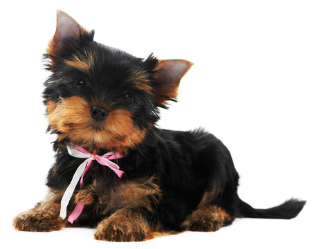 Micro Mini Yorkie