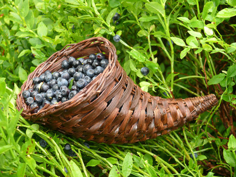 รูปภาพSammelkorb – เลือกดูภาพถ่ายสต็อก เวกเตอร์ และวิดีโอ70 | Adobe Stock