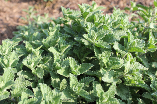 Minzen bilder – Bläddra bland 1,320 stockfoton, vektorer och videor ...