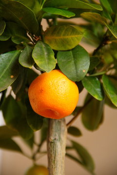 「Zitrusbaum」の写真素材 | 109件の無料イラスト画像 | Adobe Stock