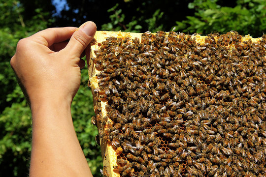 รูปภาพBienenzucht – เลือกดูภาพถ่ายสต็อก เวกเตอร์ และวิดีโอ3,428 | Adobe ...