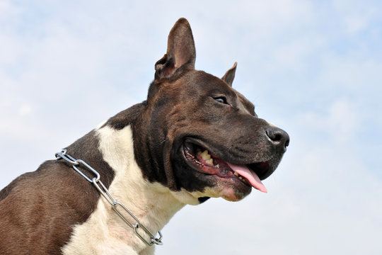 Am'staff Images – Browse 74 Stock Photos, Vectors, and Video | Adobe Stock