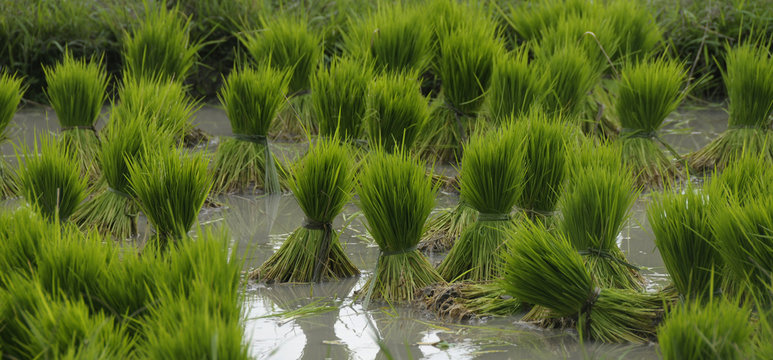 Reispflanzen bilder – Bläddra bland 145 stockfoton, vektorer och videor ...