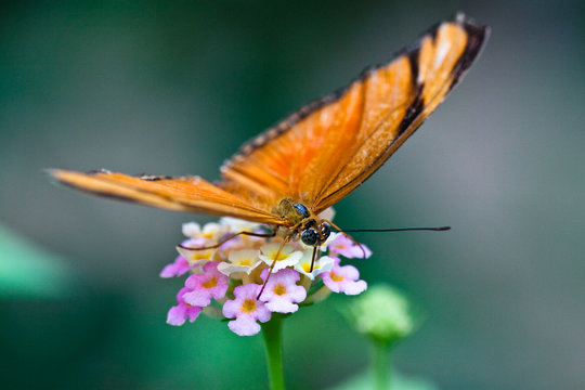 Julia-Falter Images – Browse 8 Stock Photos, Vectors, and Video | Adobe ...