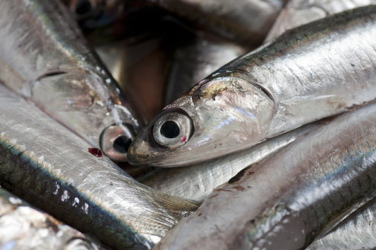 Anchovy Close Up Images – HD & 4K Photos Free to Download | PikWizard