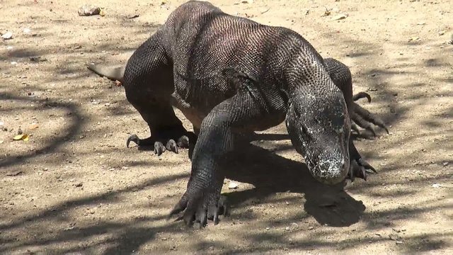 Komodo-Waran Images – Browse 23 Stock Photos, Vectors, and Video ...