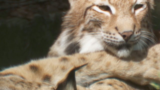 Imágenes de Luchs: descubre bancos de fotos, ilustraciones, vectores y ...