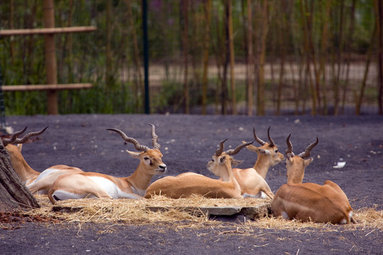 Antilopi Images – Browse 84 Stock Photos, Vectors, and Video | Adobe Stock