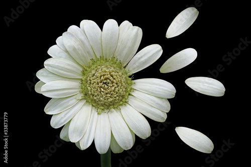 Falling Daisy Wallpaper