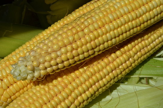 "Spiga Di Grano" Images – Browse 519 Stock Photos, Vectors, and Video ...