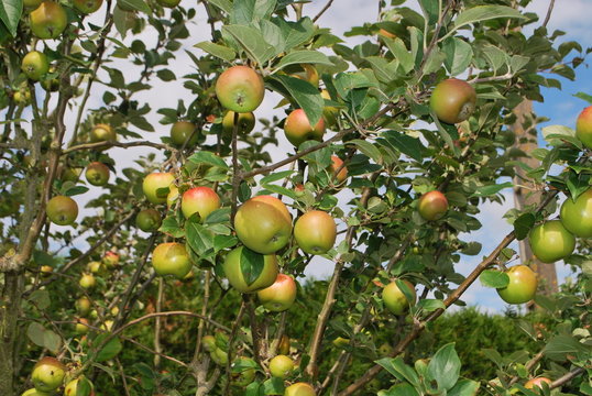 รูปภาพPuceron – เลือกดูภาพถ่ายสต็อก เวกเตอร์ และวิดีโอ378 | Adobe Stock