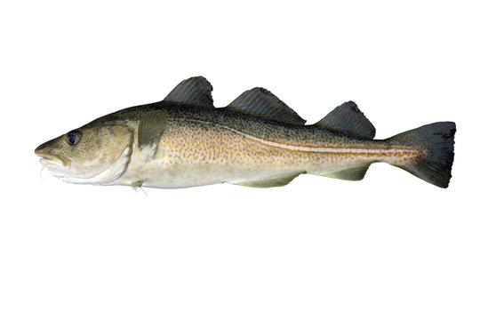 Kabeljau Imagens – Procure 1,770 fotos, vetores e vídeos | Adobe Stock