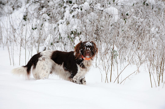 Imágenes de Jagdhundrasse: descubre bancos de fotos, ilustraciones ...