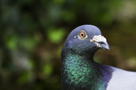 Zuchttauben Bilder – Durchsuchen 298 Archivfotos, Vektorgrafiken und ...