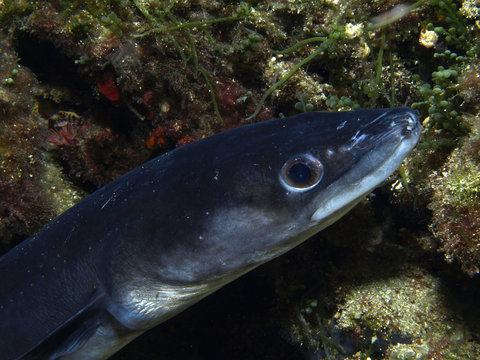 Congrio Images – Browse 323 Stock Photos, Vectors, and Video | Adobe Stock