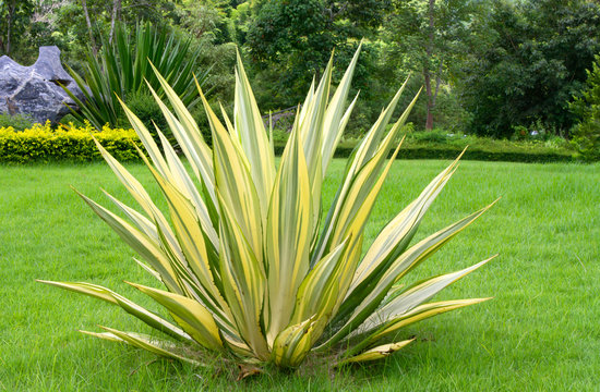 Agavaceae Images – Browse 25 Stock Photos, Vectors, and Video | Adobe Stock