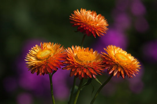 「Strohblumen」の写真素材 | 517件の無料イラスト画像 | Adobe Stock