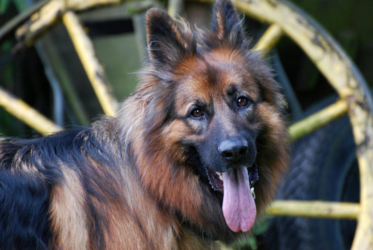 「Wilczur」の画像 - 136 件の Stock 写真、ベクターおよびビデオ | Adobe Stock