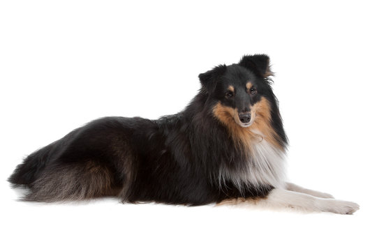 Are Miniature Collies Good Pets