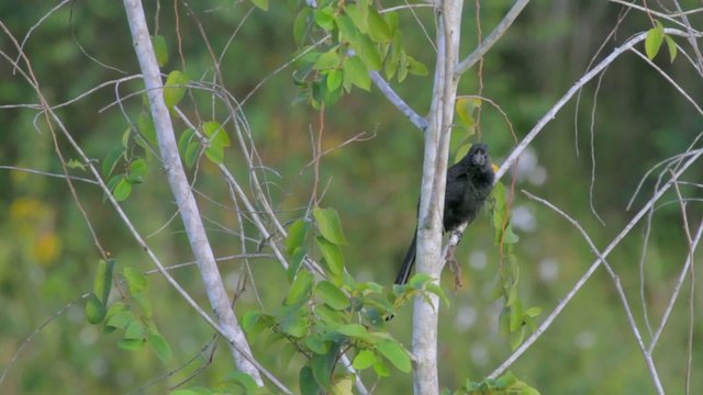 Pijul Images – Browse 5 Stock Photos, Vectors, and Video | Adobe Stock