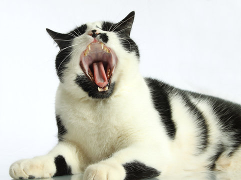 Katzengebiss-Bilder: Stock-Fotos & -Videos. | Adobe Stock