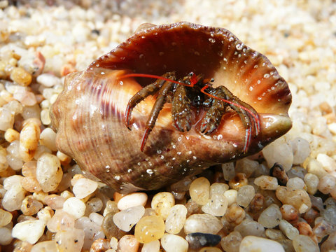 "Bernard L'hermite" Images – Browse 108 Stock Photos, Vectors, and ...