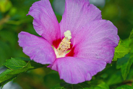 Lilla Bilder – Durchsuchen 5,892 Archivfotos, Vektorgrafiken und Videos ...