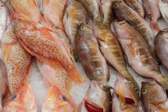 รูปภาพMeeresfisch – เลือกดูภาพถ่ายสต็อก เวกเตอร์ และวิดีโอ1,676 | Adobe ...