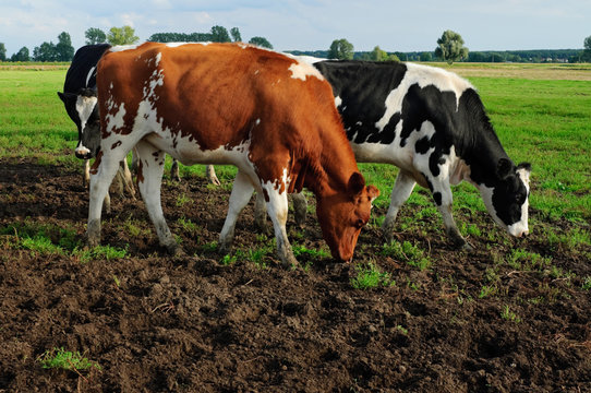 รูปภาพBullen – เลือกดูภาพถ่ายสต็อก เวกเตอร์ และวิดีโอ883 | Adobe Stock